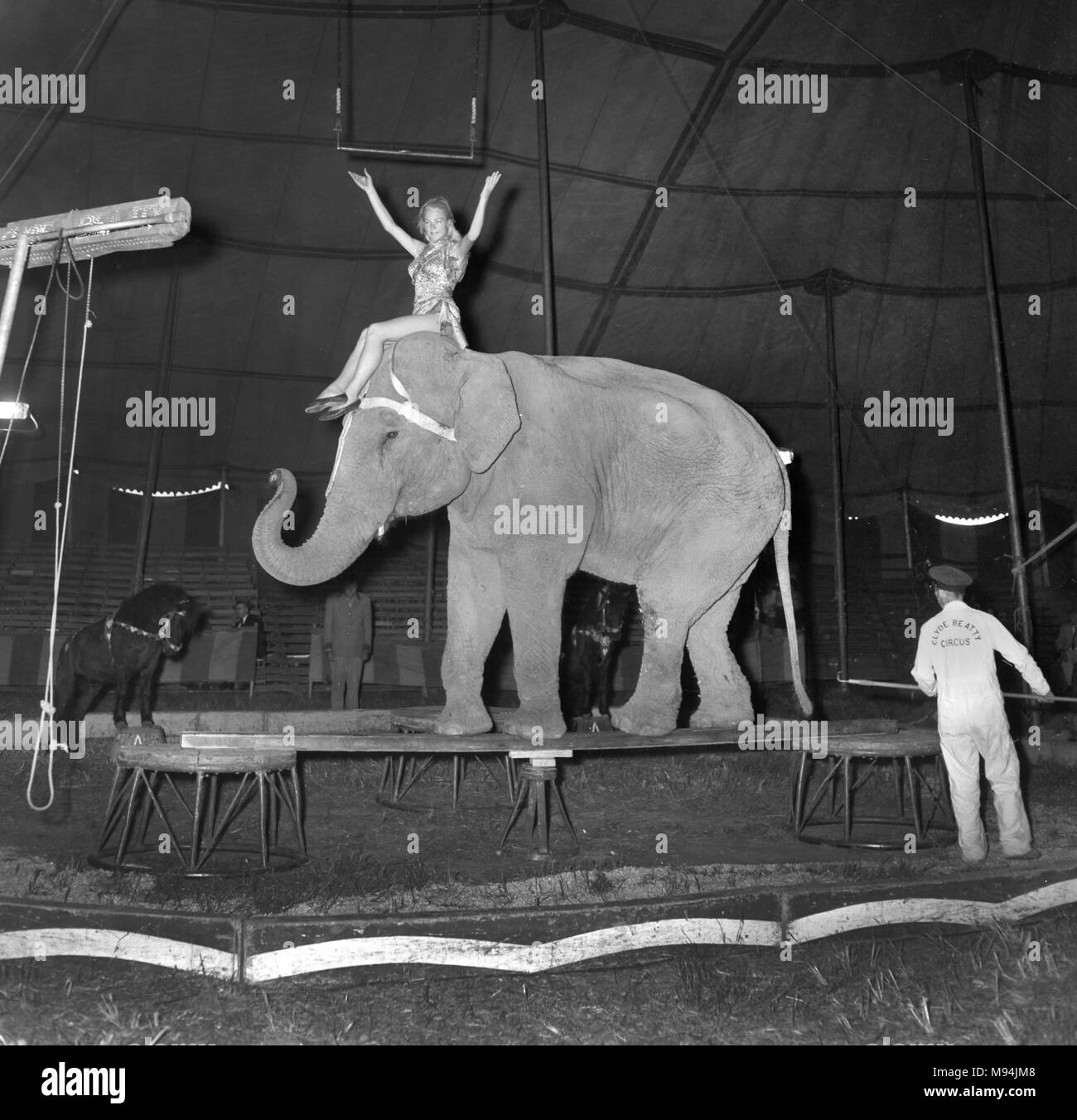 An elephant and rider walk the balance beam in the big top ring of the ...