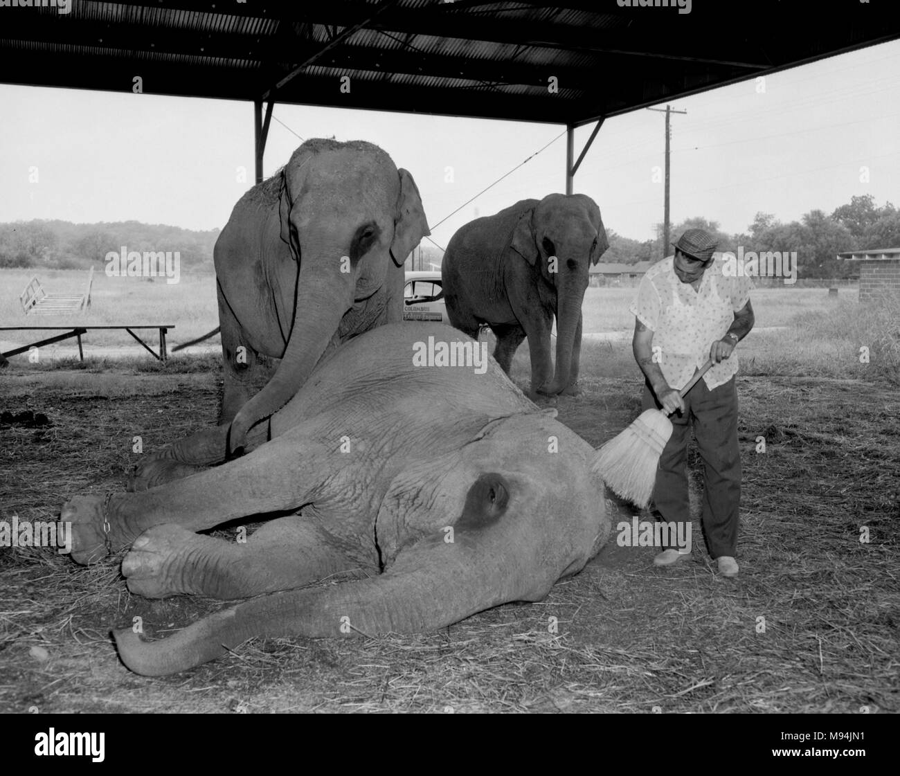 Circus worker brooms off the elephant backstage at the Polack Brothers ...