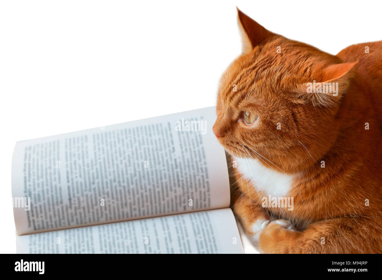 Cat reading book hi-res stock photography and images - Alamy