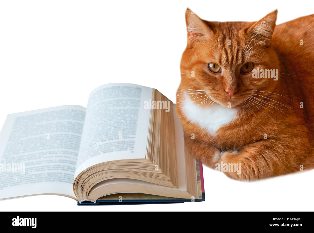 Cat reading book hi-res stock photography and images - Alamy