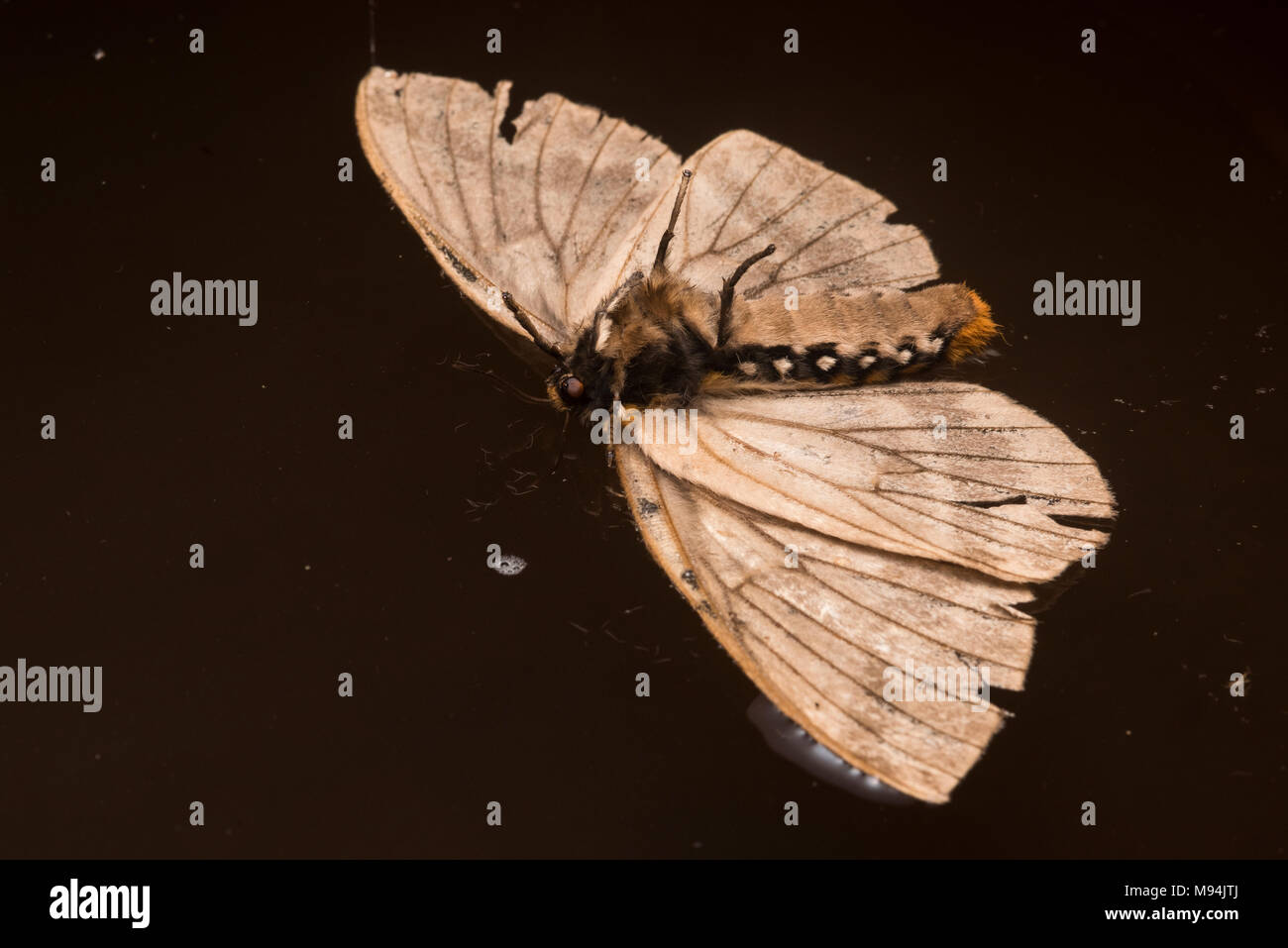 A large moth stuck upside down and floating in a large puddle in the ...