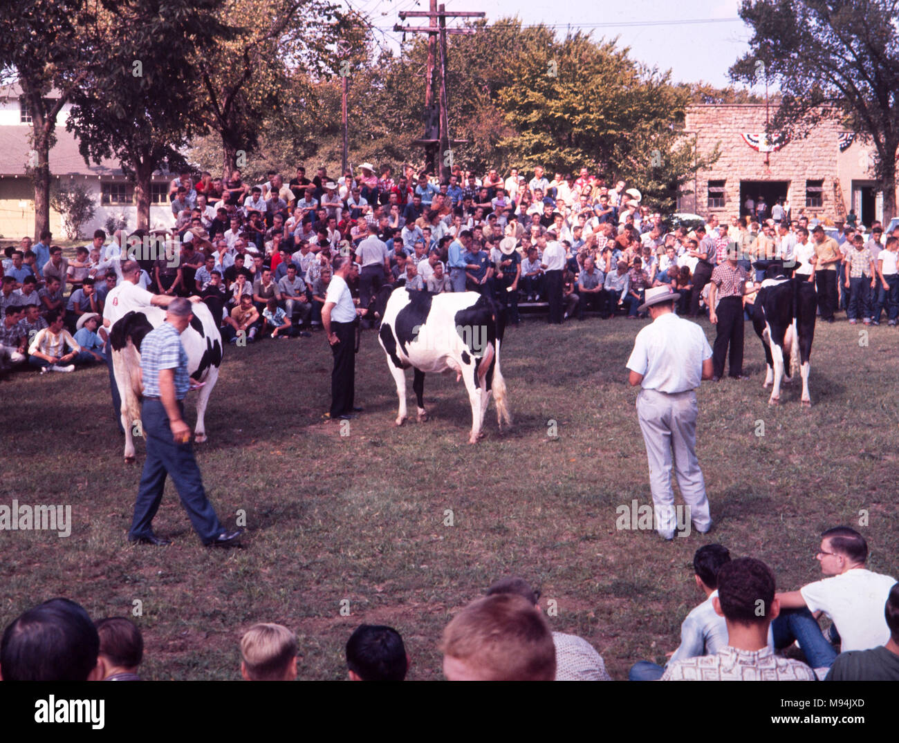 Dairy cow judging at a County Fair in Kansas, ca. 1962 Stock Photo - Alamy