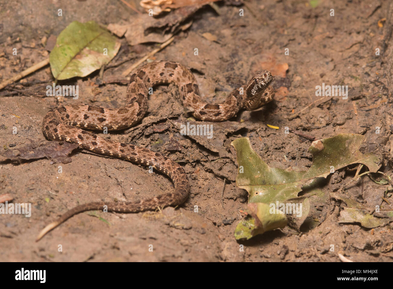 Young fer de lance (Bothrops atrox) moving across the forest floor ...