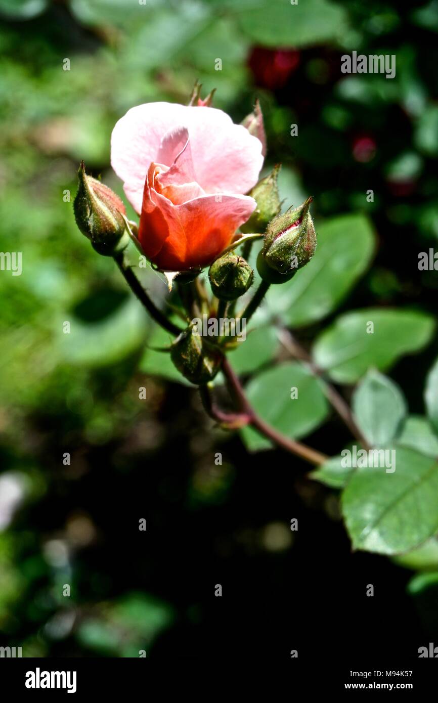 Long stemmed flower bud hi-res stock photography and images - Alamy