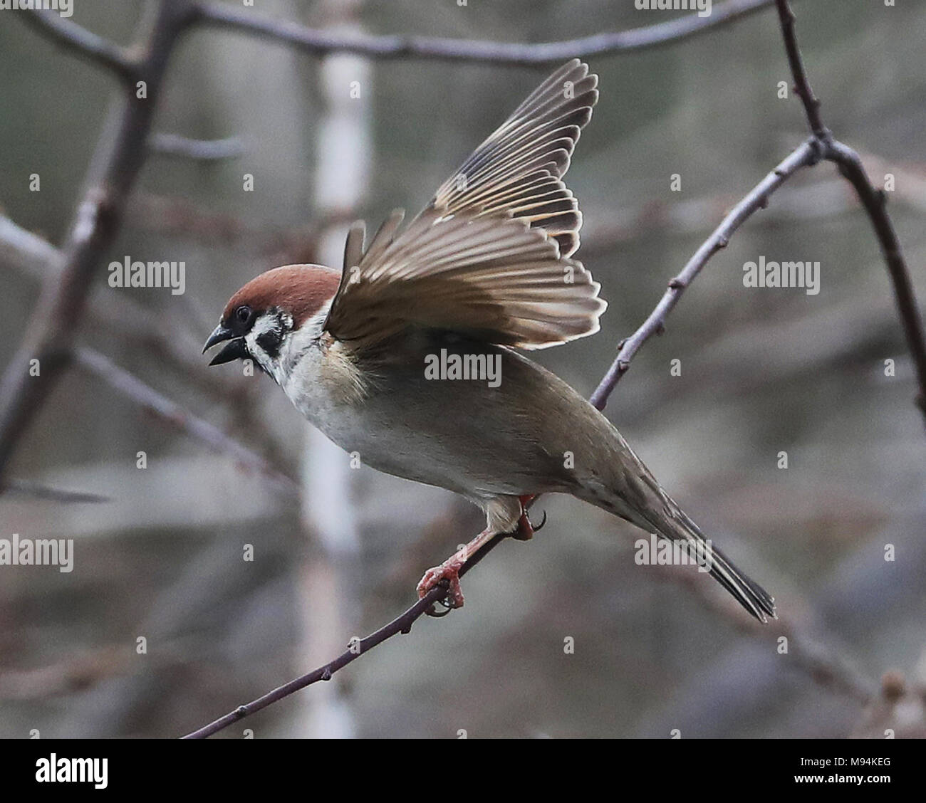 Embargoed to 0001 Friday March 23 A red-listed tree sparrow at The Leas ...