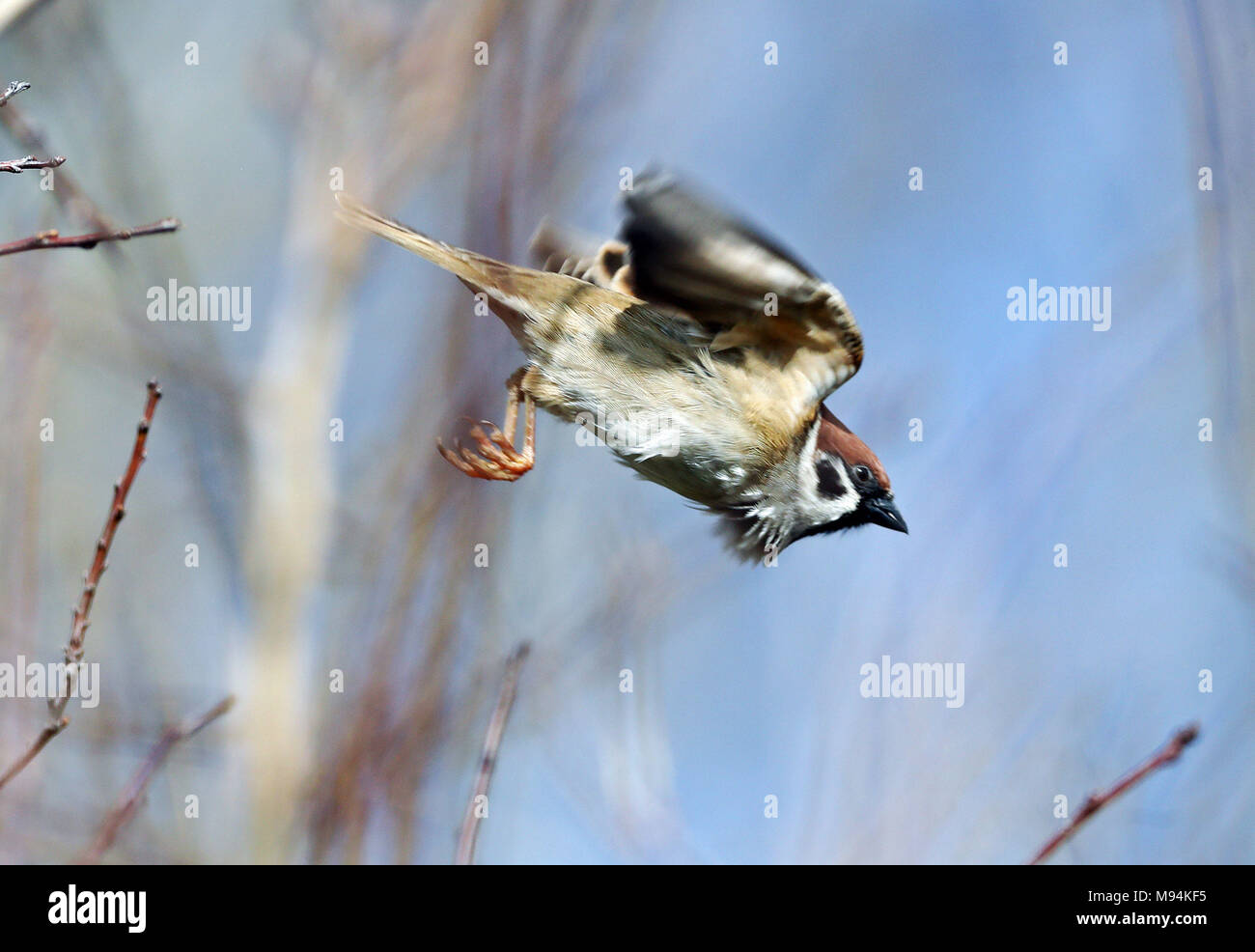 A red-listed tree sparrow at The Leas and Whitburn Coastal Park in ...