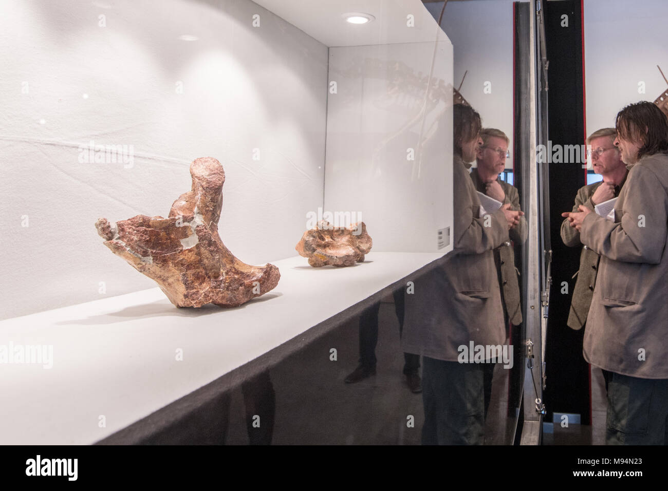 Denkendorf, Germany. 22 March 2018, Original bones of a 66 million year ...