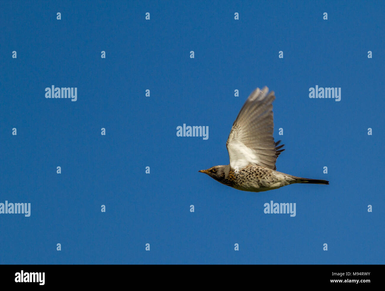 Fieldfares flying hi-res stock photography and images - Alamy