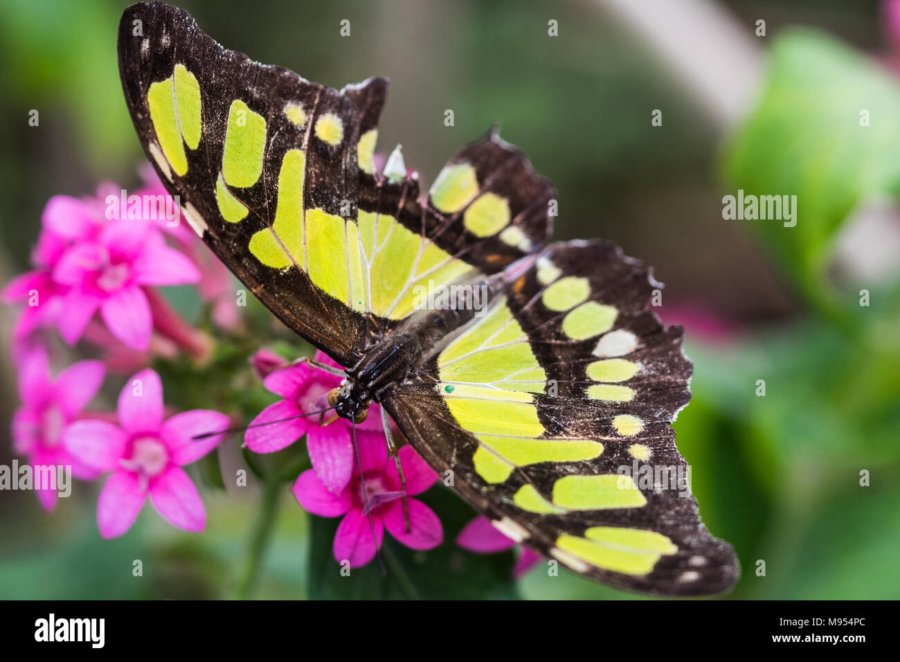 Flowers that fly Stock Photo - Alamy