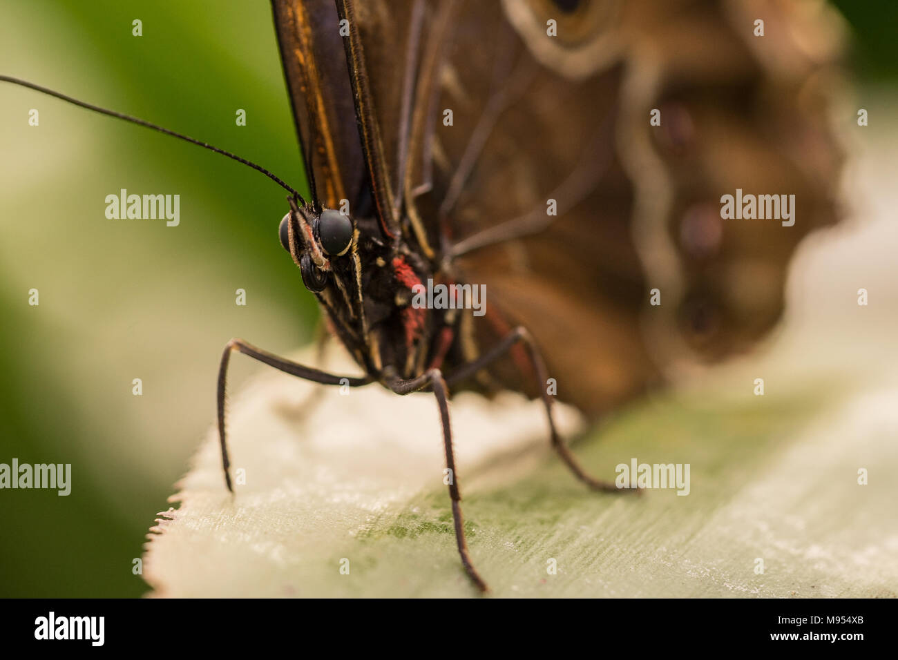 Flowers that fly Stock Photo - Alamy