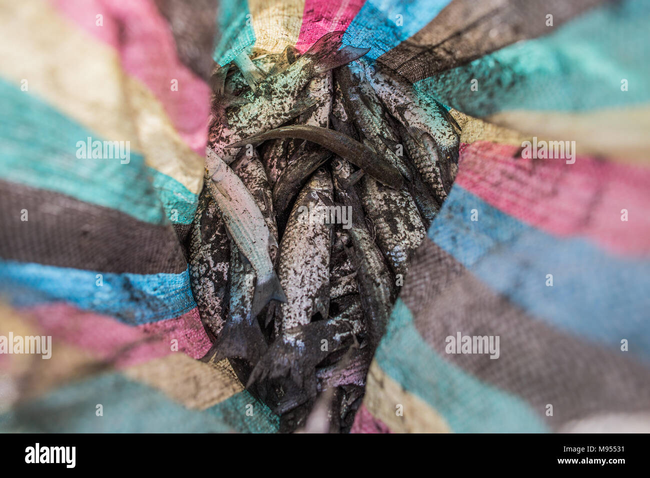 Gambia banjul fish hi-res stock photography and images - Alamy