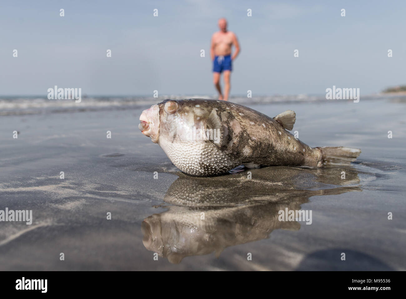 Pufferfish puffer fish dead hi-res stock photography and images - Alamy