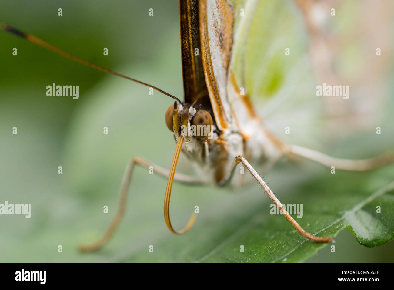 Flowers that fly Stock Photo - Alamy