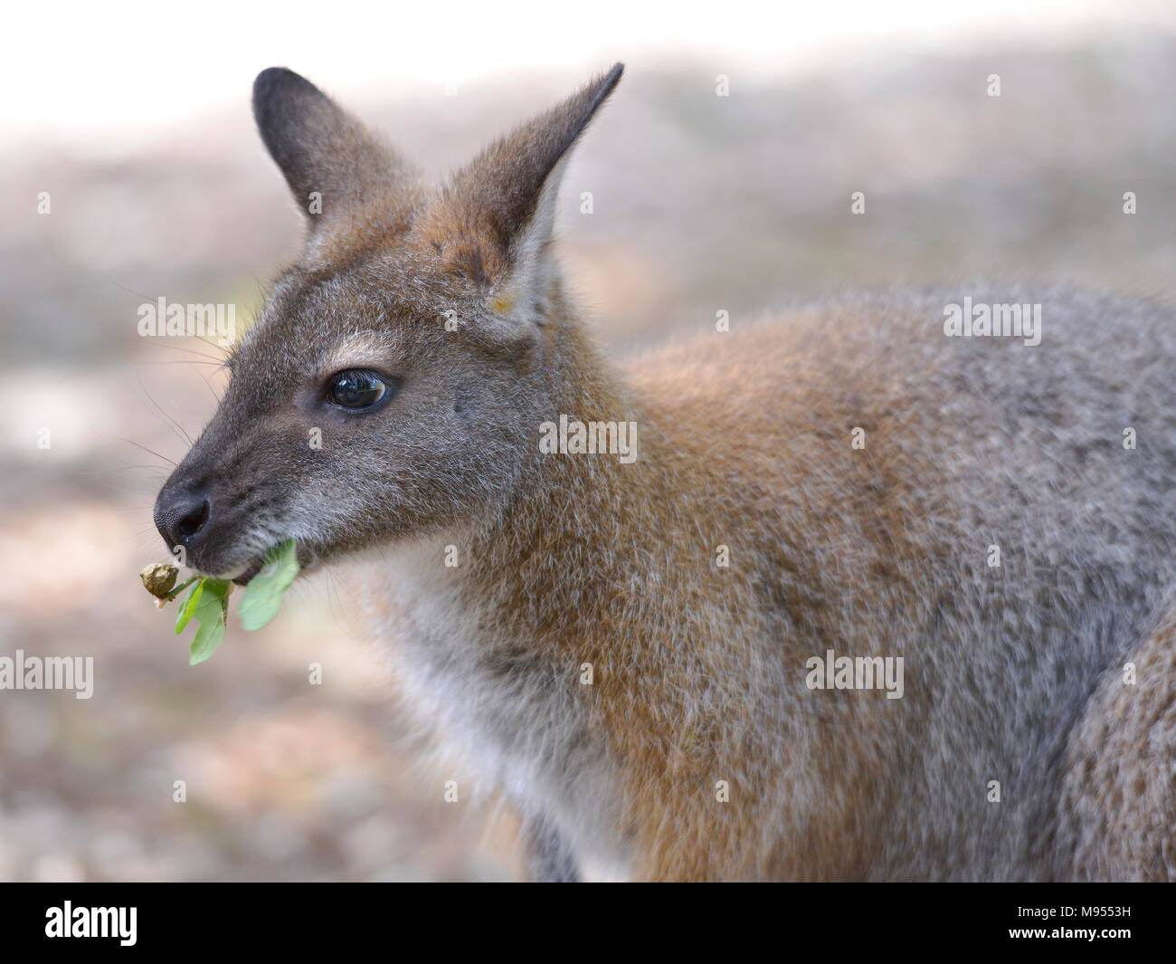 Red kangaroo eating hi-res stock photography and images - Alamy