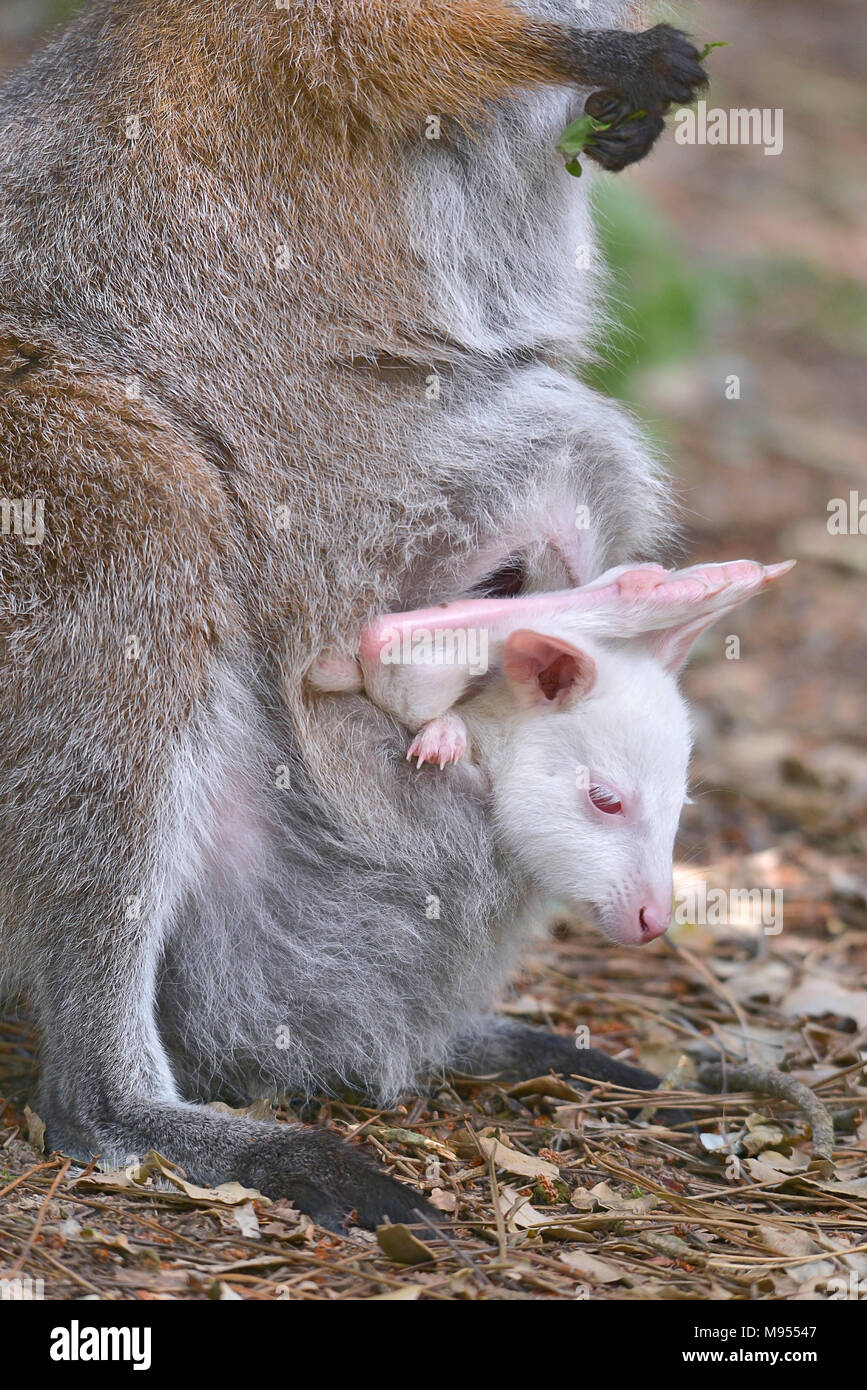 Red-necked wallaby or wallaby of Bennett (Macropus rufogriseus) and its ...