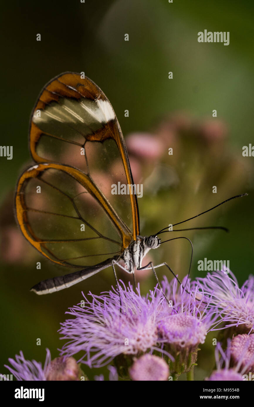 Flowers that fly Stock Photo - Alamy
