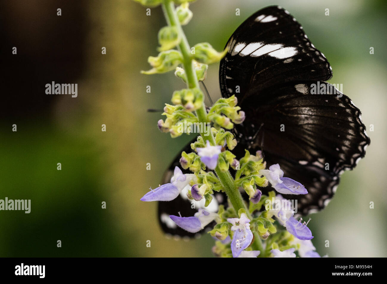 Flowers that fly Stock Photo - Alamy
