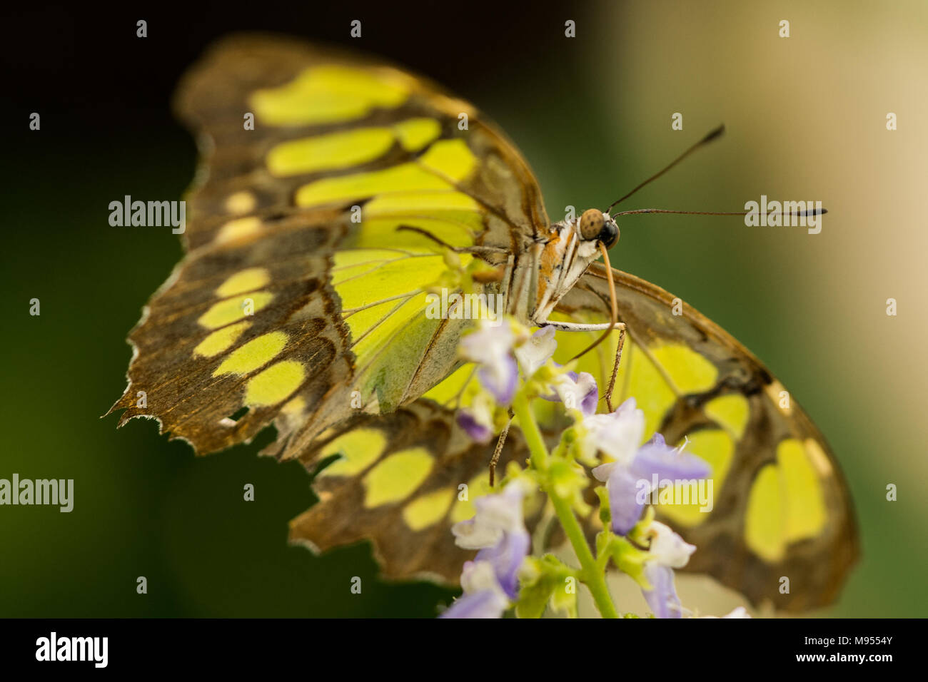 Flowers that fly Stock Photo - Alamy