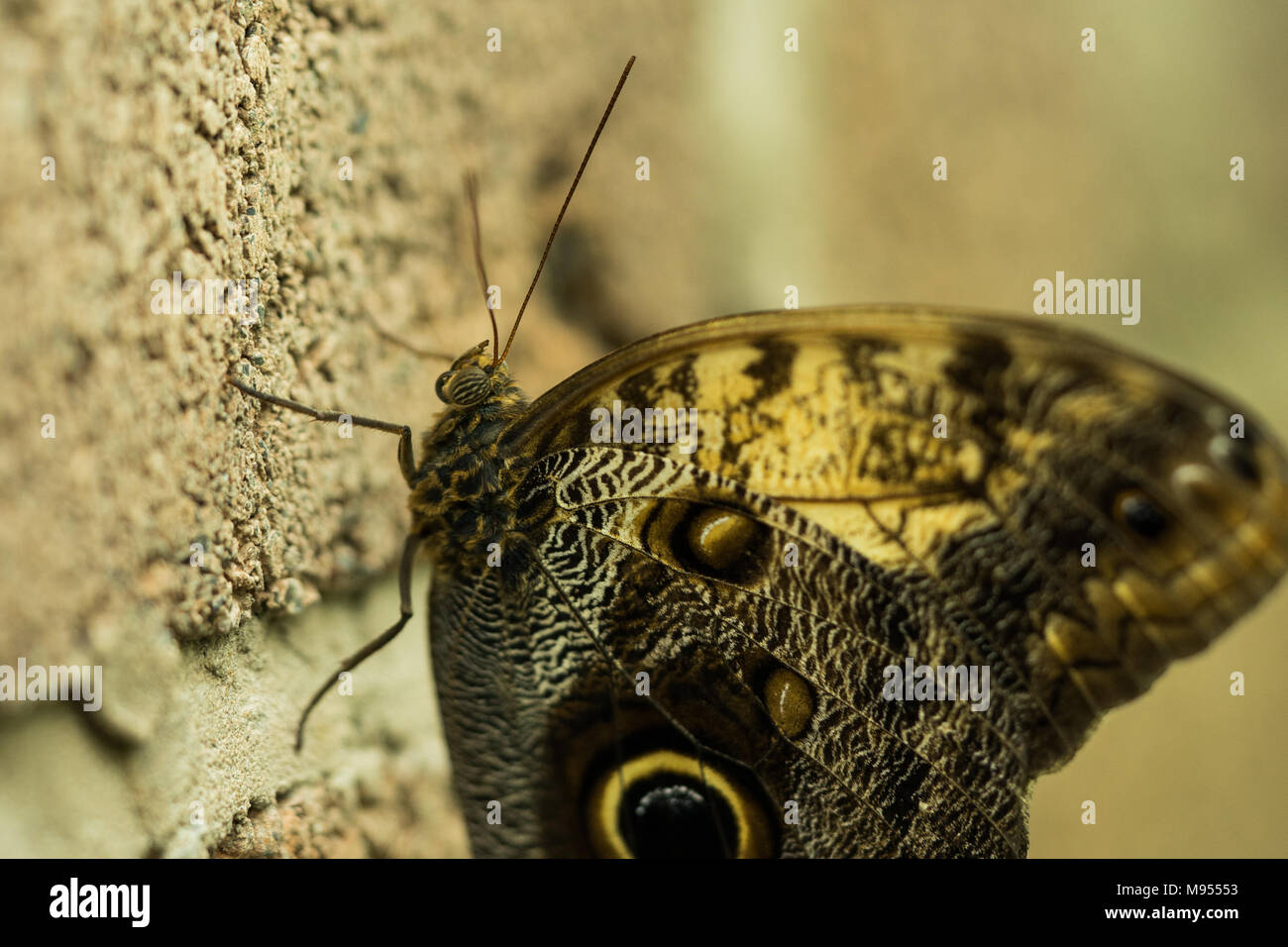 Flowers that fly Stock Photo - Alamy