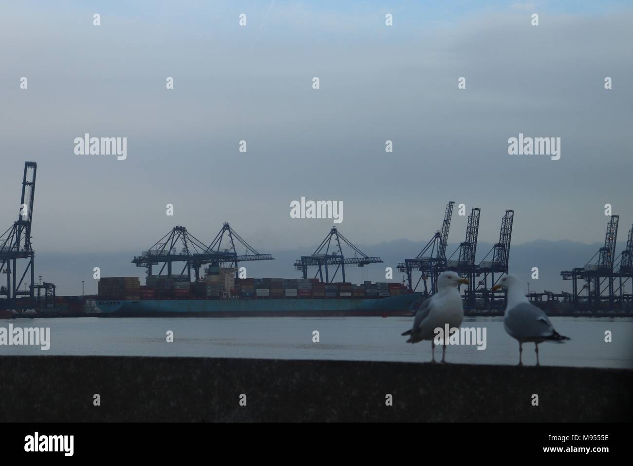 Two Seagulls on a harbour wall at Shotley Marina with Felixstowe docks ...