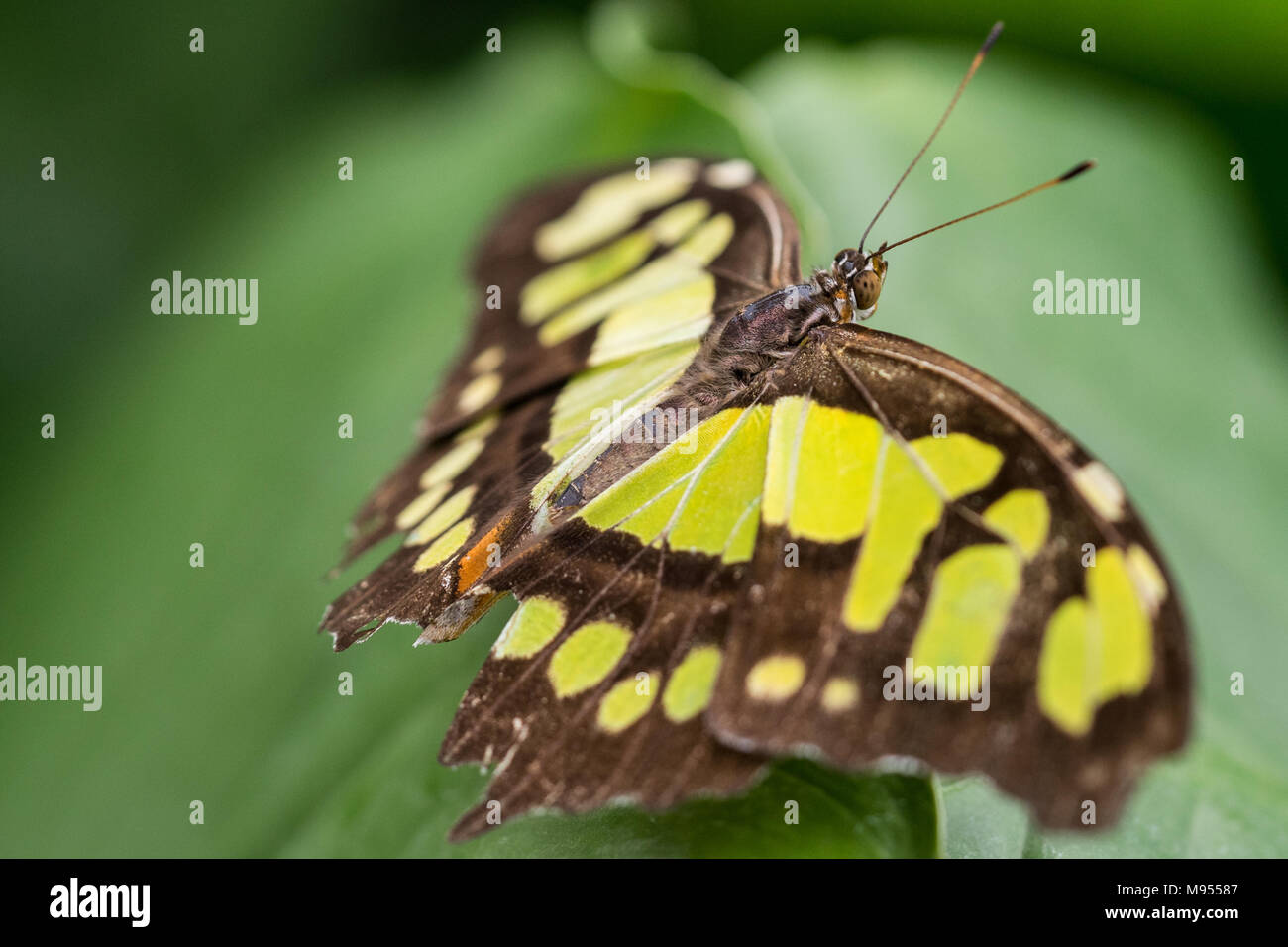Flowers that fly Stock Photo - Alamy
