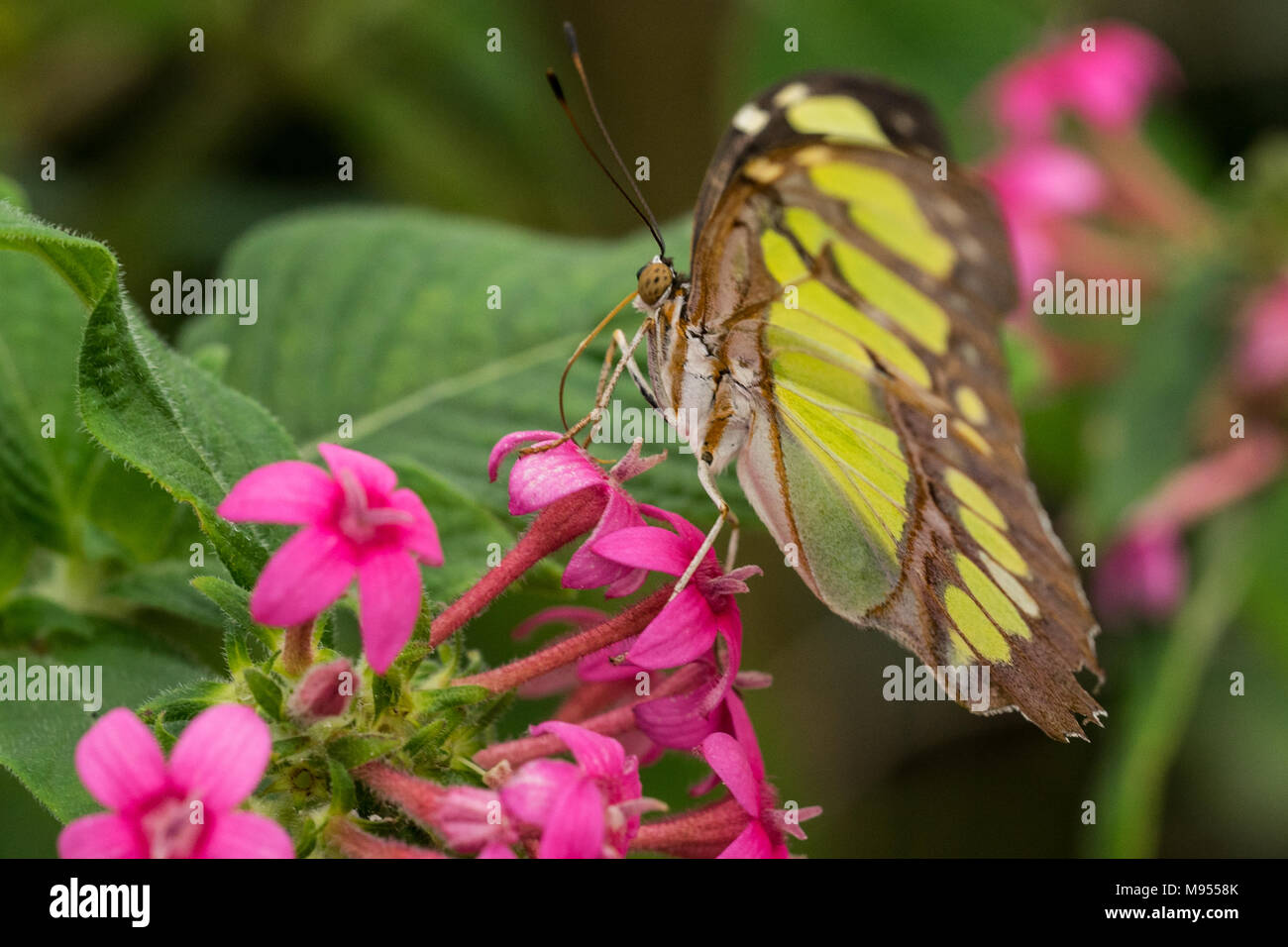 Flowers that fly Stock Photo - Alamy