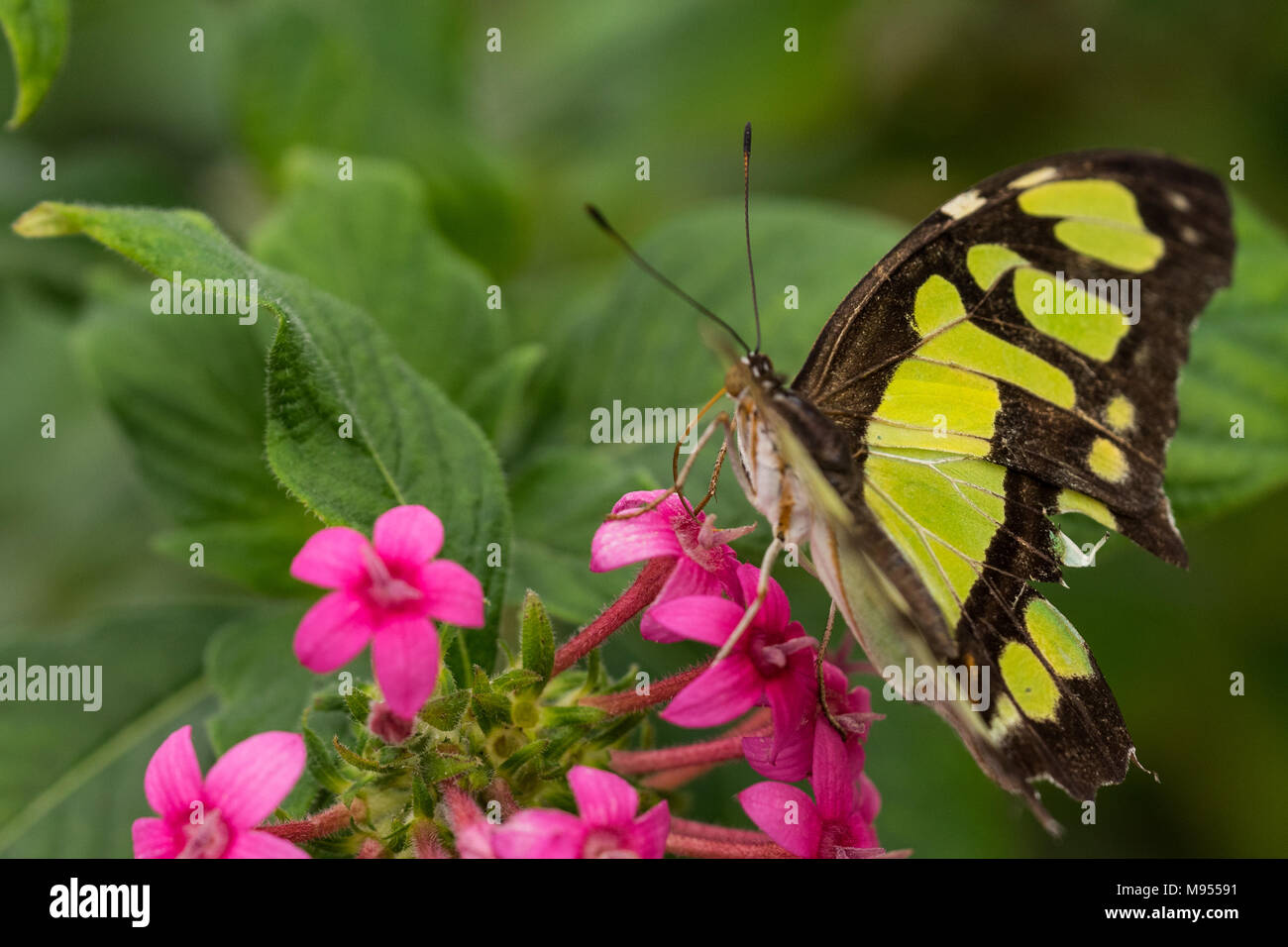 Flowers that fly Stock Photo - Alamy