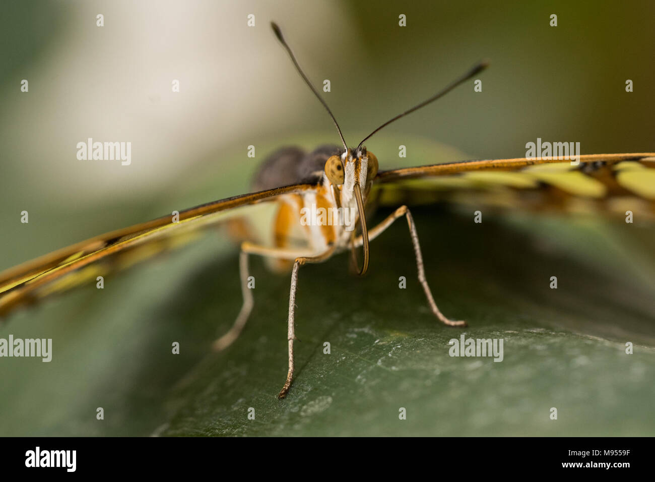 Flowers that fly Stock Photo - Alamy