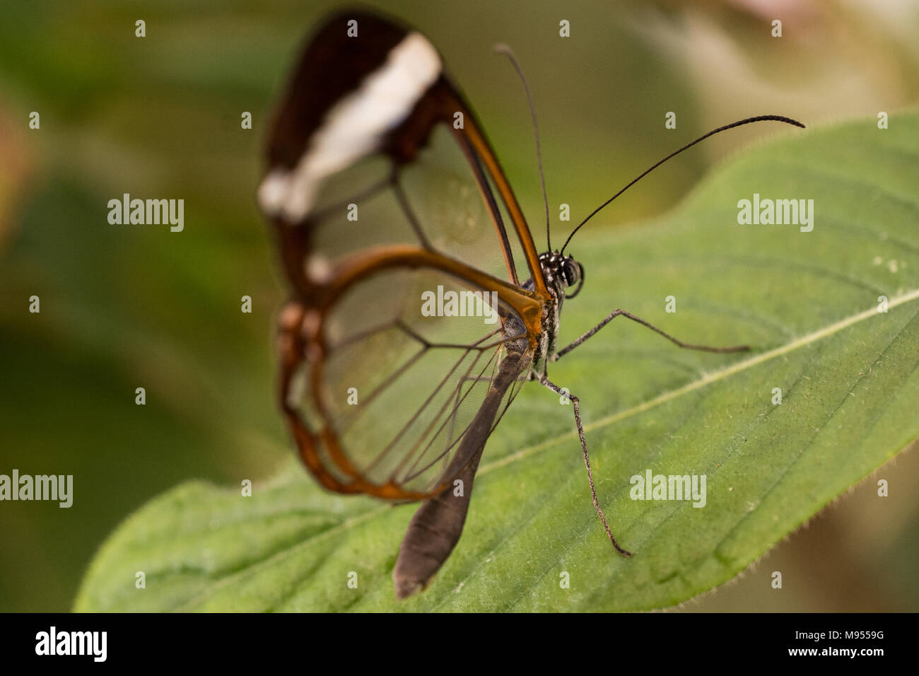 Flowers that fly Stock Photo - Alamy