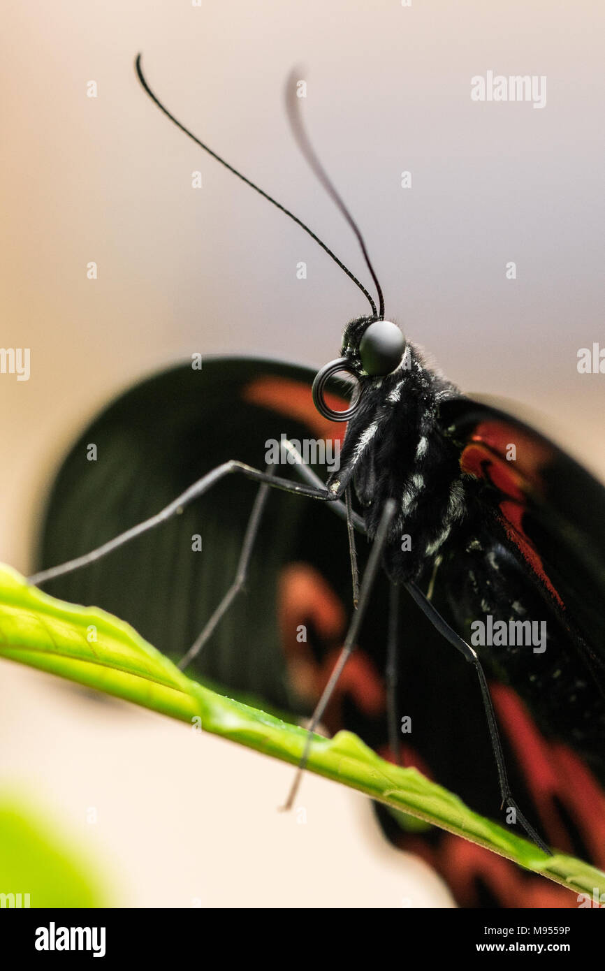 Flowers that fly Stock Photo - Alamy