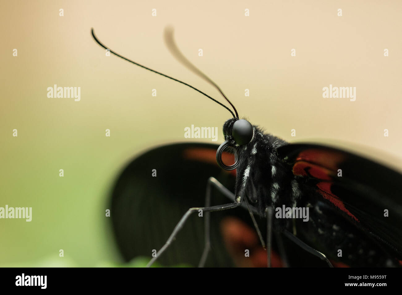 Flowers that fly Stock Photo - Alamy