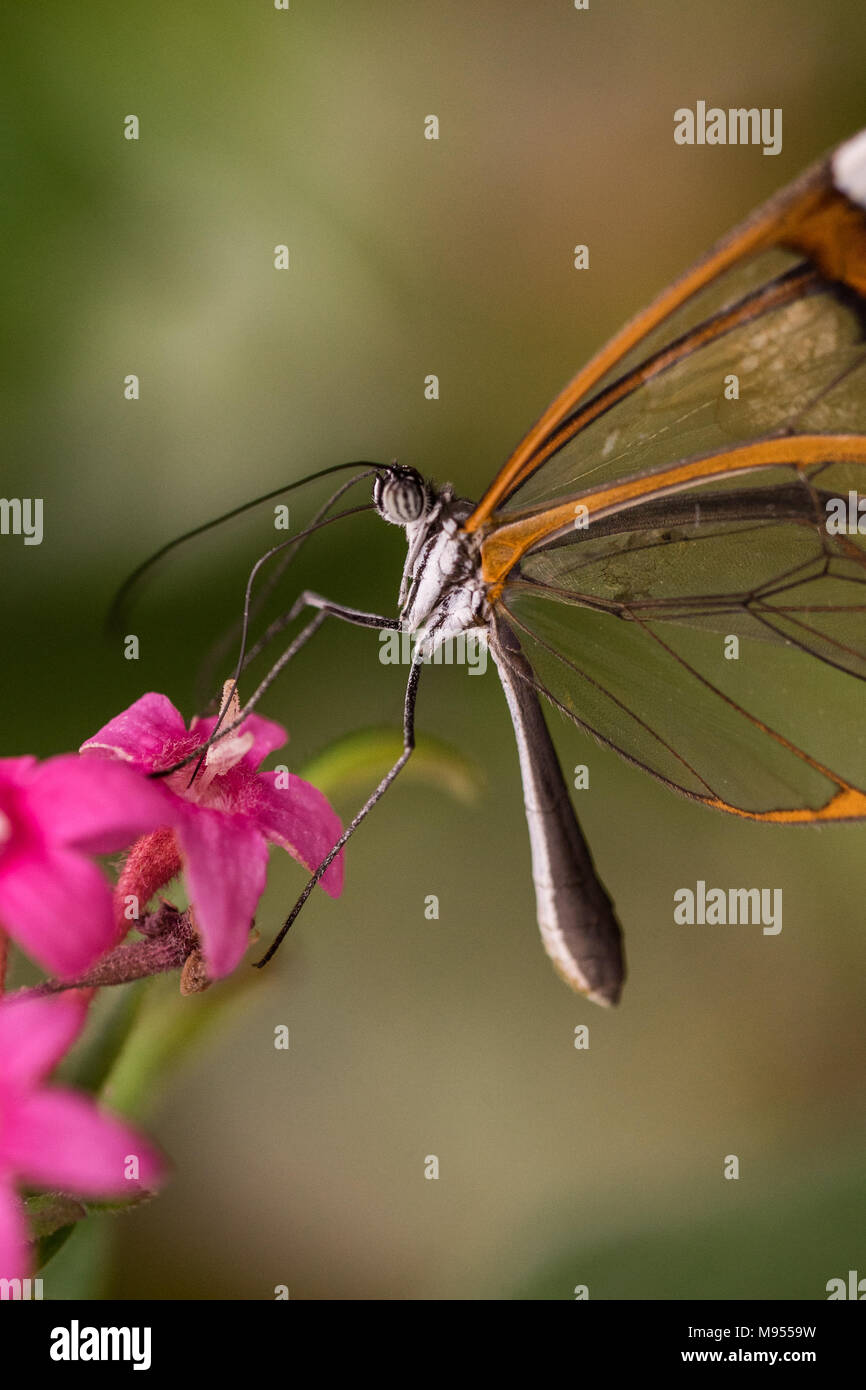 Flowers that fly Stock Photo - Alamy