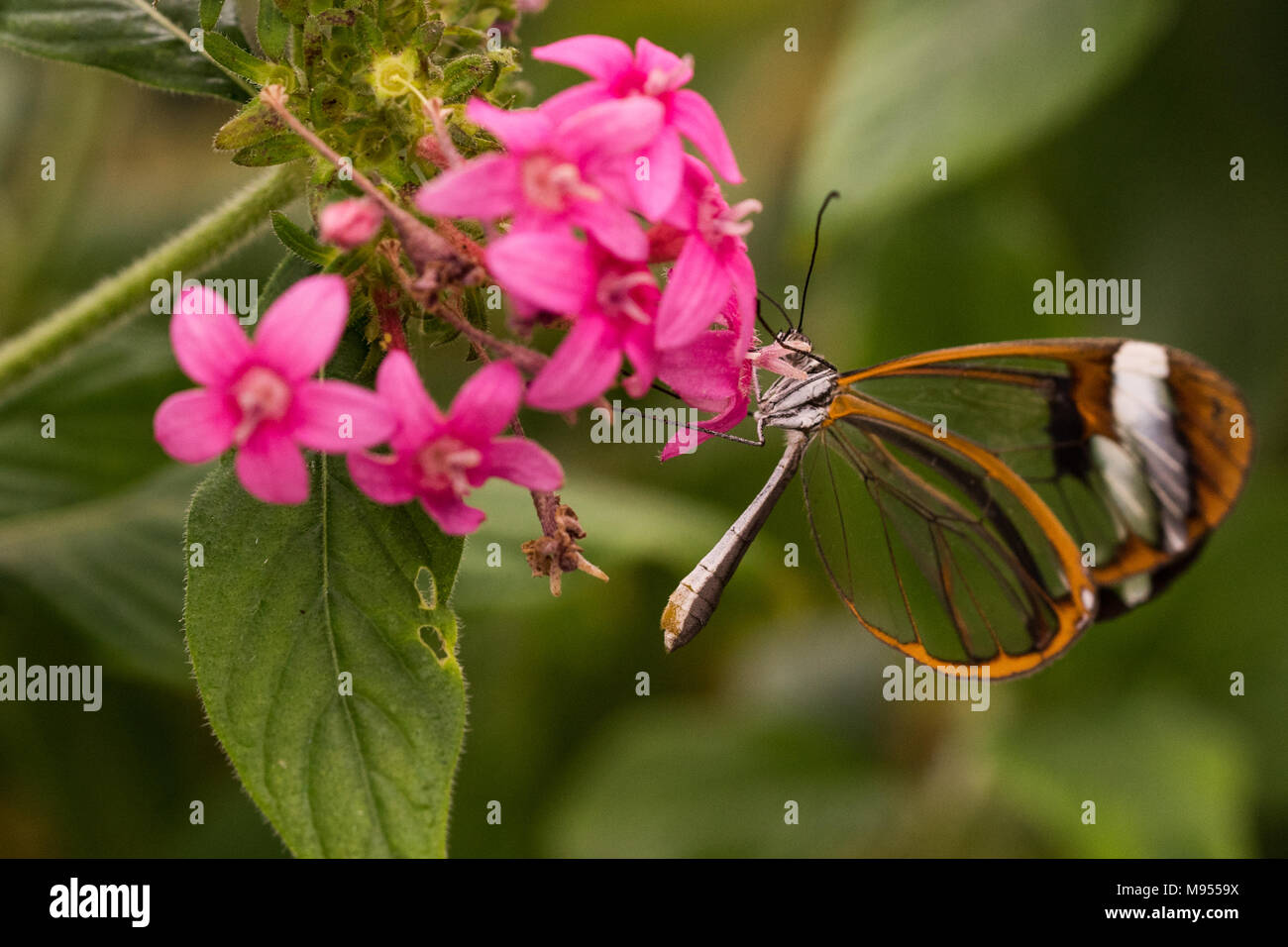 Flowers that fly Stock Photo - Alamy
