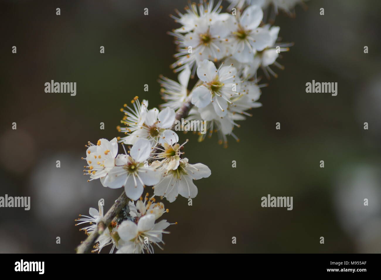 The Beauty of Nature Stock Photo - Alamy