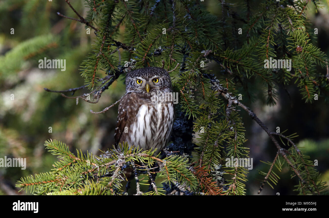 Pygmy owl sitting in Spruce tree Stock Photo - Alamy