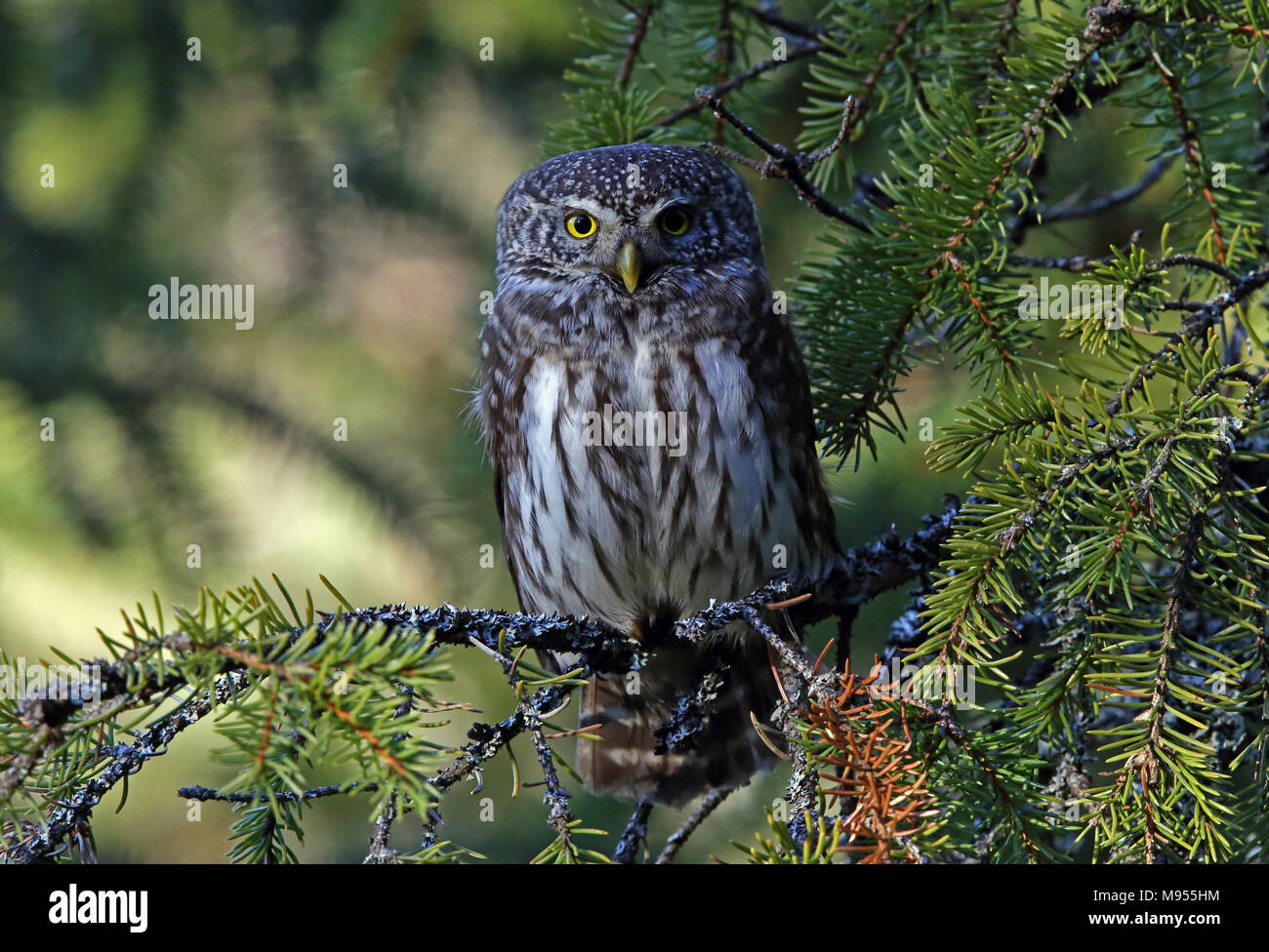 Owl sitting spruce hi-res stock photography and images - Alamy