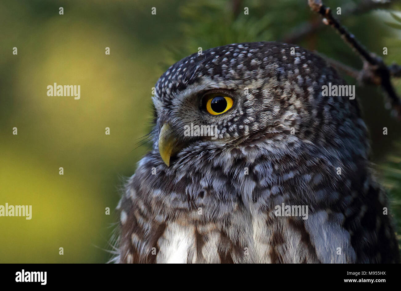 Pygmy owl, Glaucidium passerinum, head photo, macro Stock Photo - Alamy