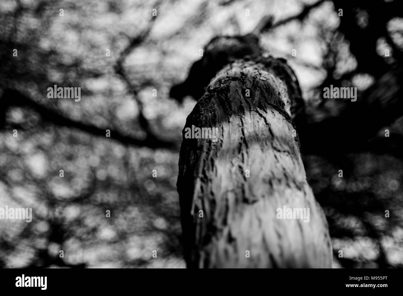 Unique tree forest Black and White Stock Photos & Images - Alamy