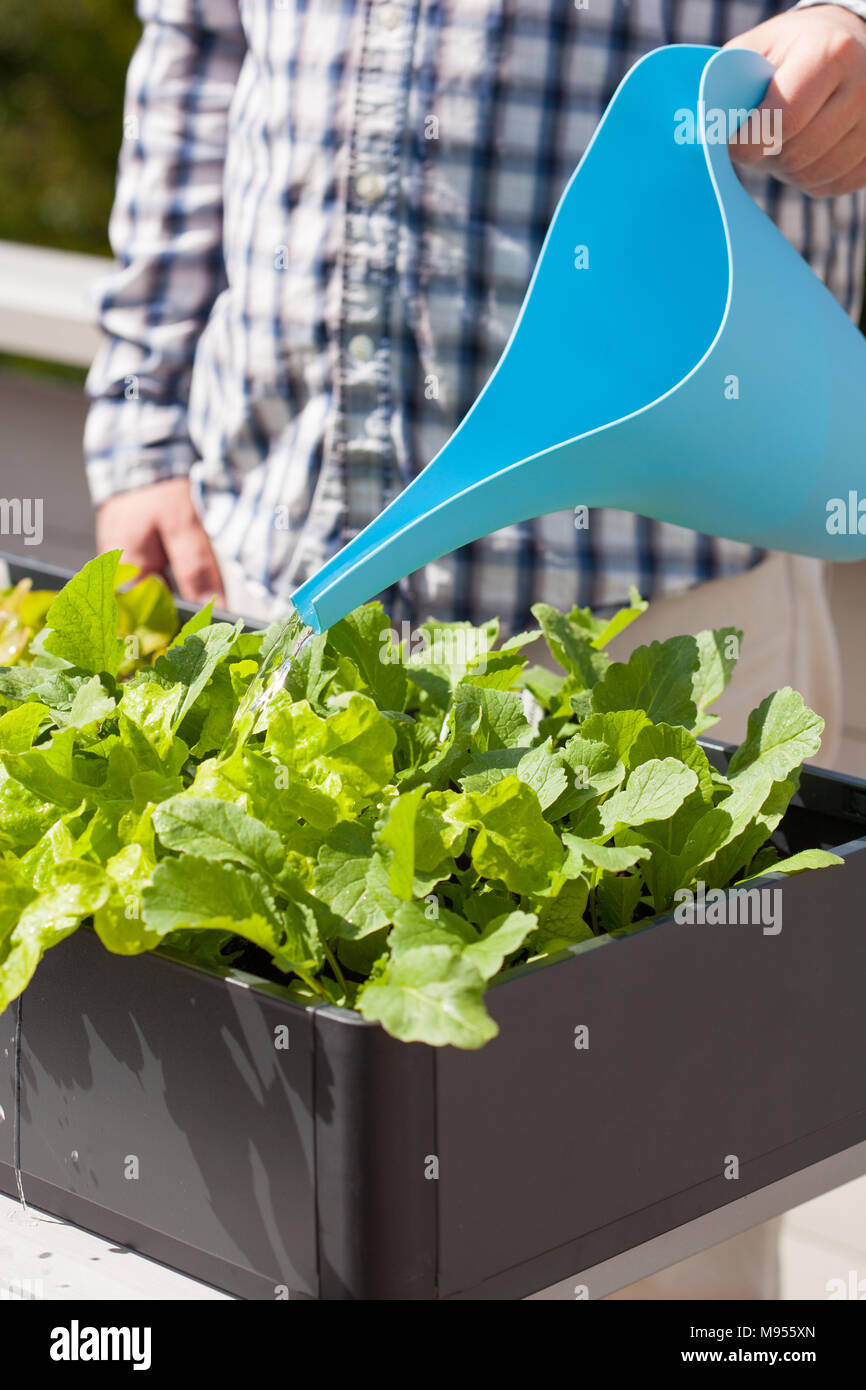Gardener in spring watering vegetable hi-res stock photography and ...