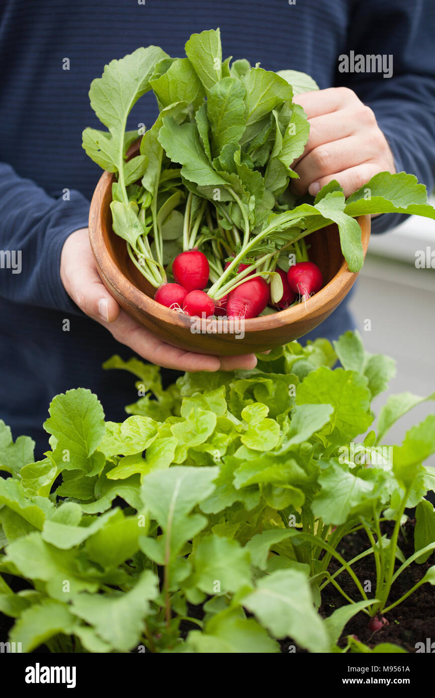 man gardener picking radish from vegetable container garden on balcony ...