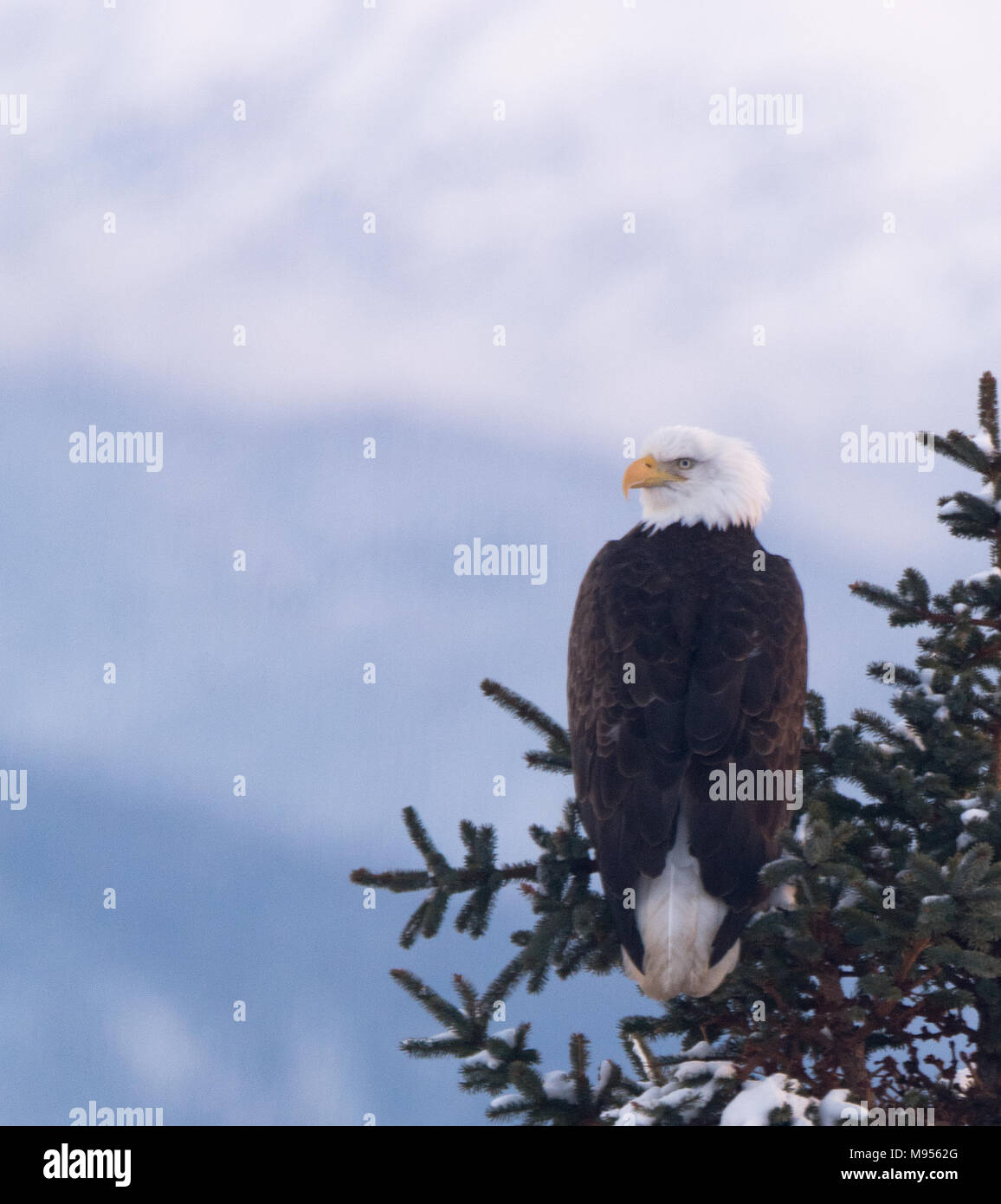 Bald eagle looking over shoulder hi-res stock photography and images ...