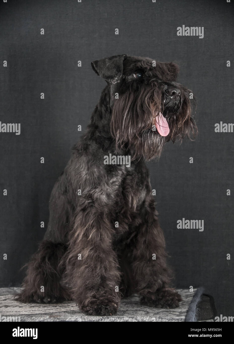 Schnauzer dog portrait Stock Photo - Alamy