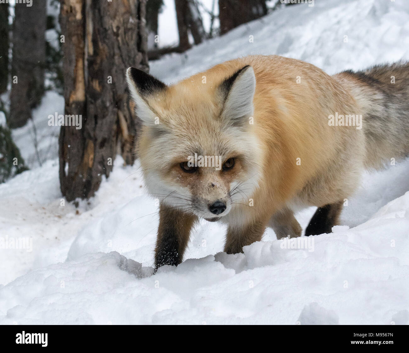 Red fox carnivore hi-res stock photography and images - Alamy