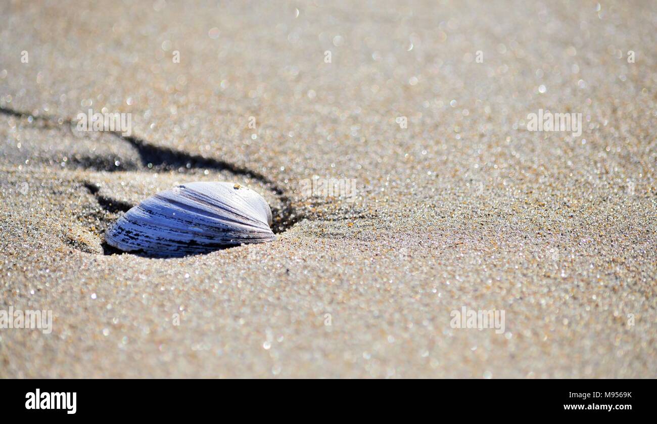 Background shell hi-res stock photography and images - Alamy