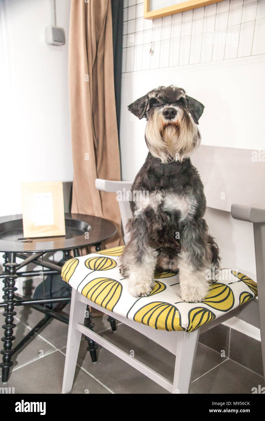 Schnauzer dog portrait Stock Photo - Alamy