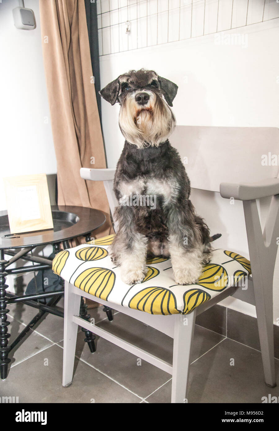 Schnauzer dog portrait Stock Photo - Alamy
