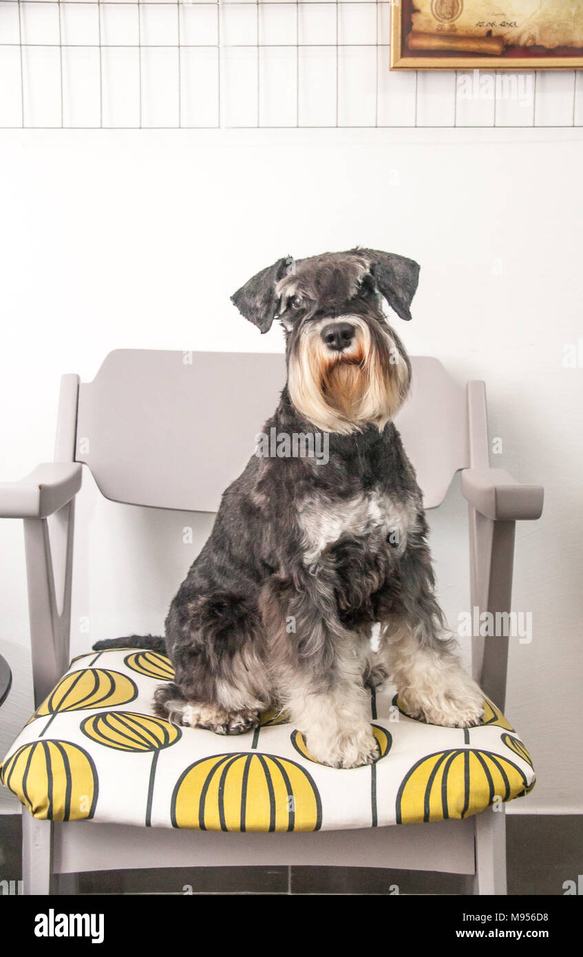 Schnauzer dog portrait Stock Photo - Alamy