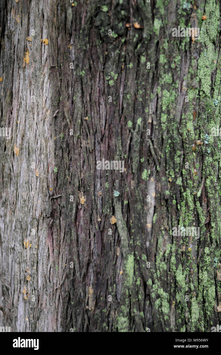 tree trunk whit moss Stock Photo - Alamy