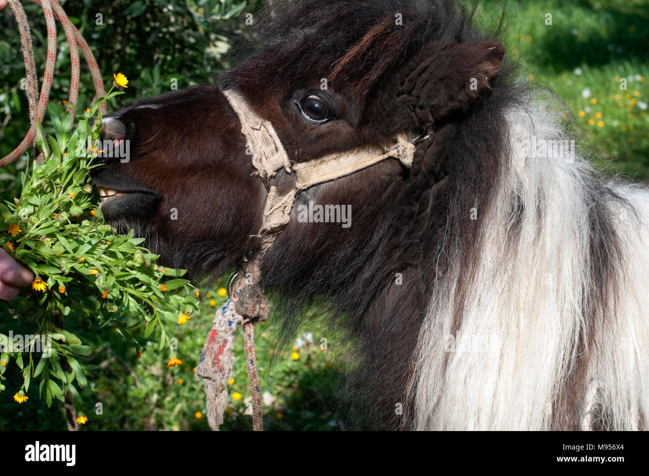 My little pony brown hi-res stock photography and images - Alamy