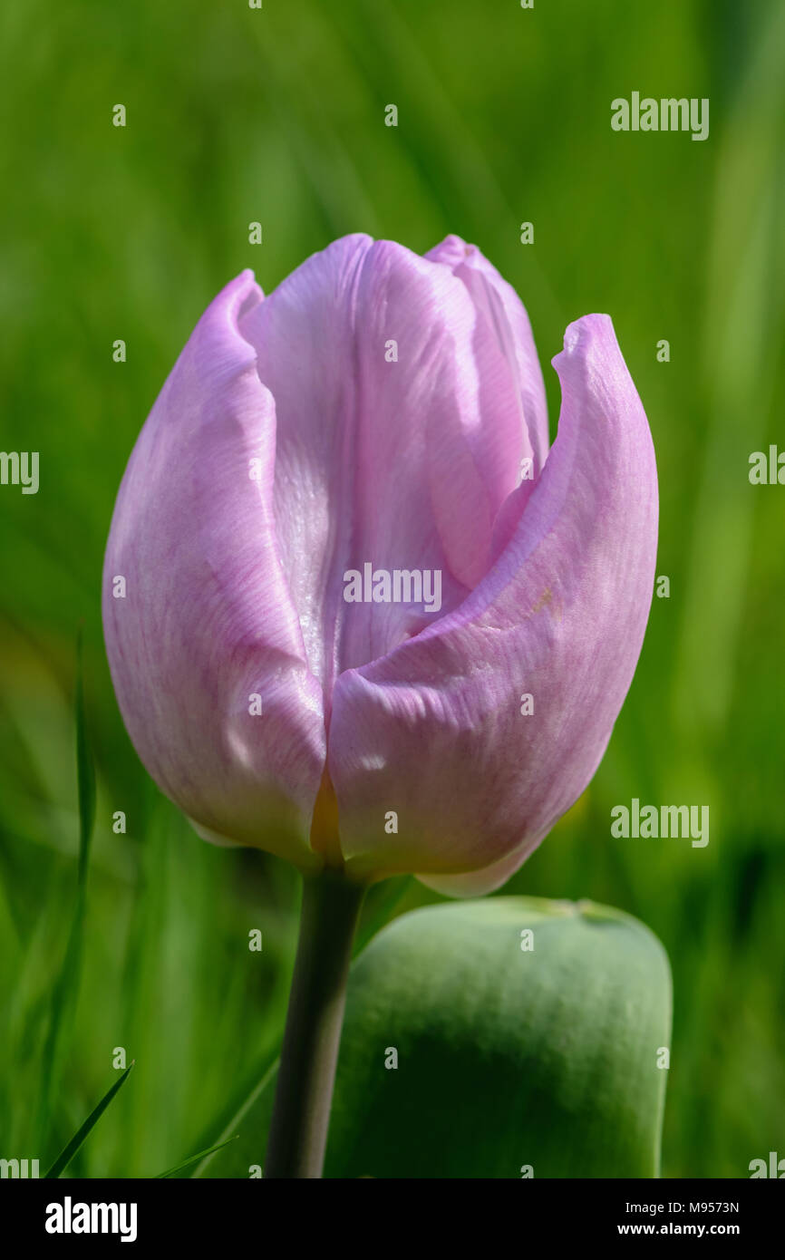 Single pale pink tulipa flower against green background Stock Photo - Alamy